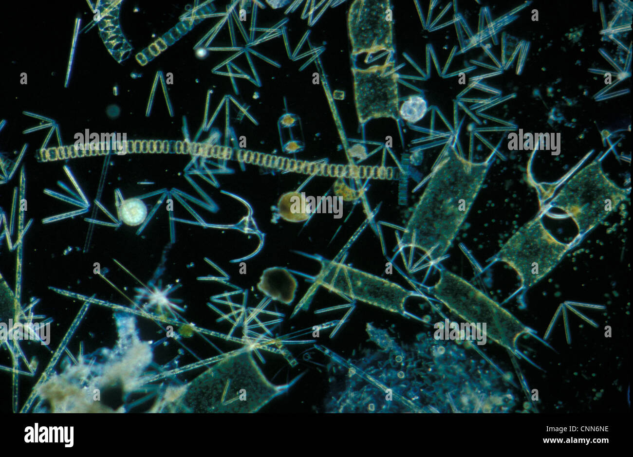 Plankton-Phytopl'ton X20 / various species of diatom & dinoflagellates ...