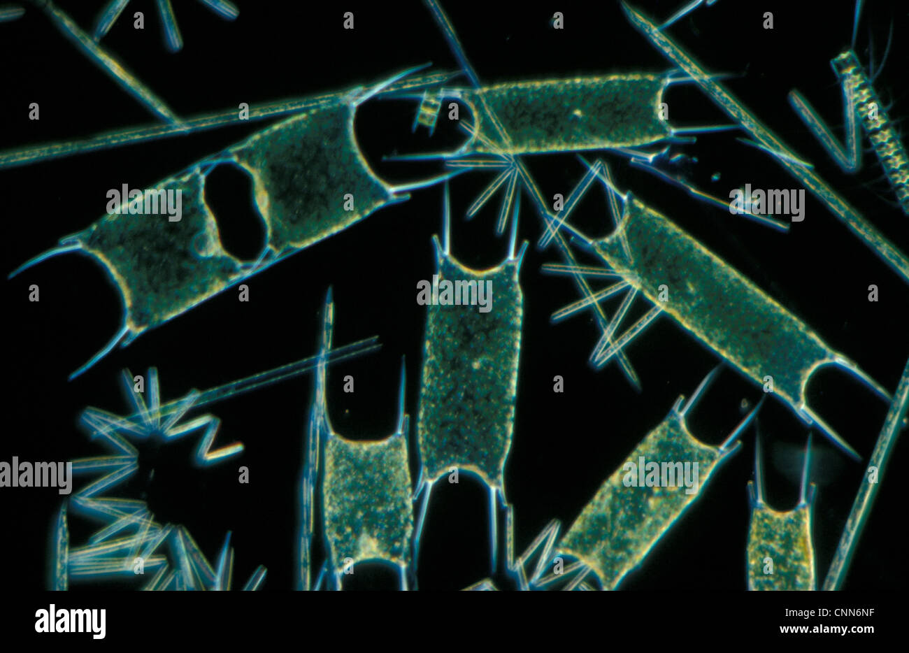 Plankton - x 30 Phytoplankton: Various species of diatom eps ...