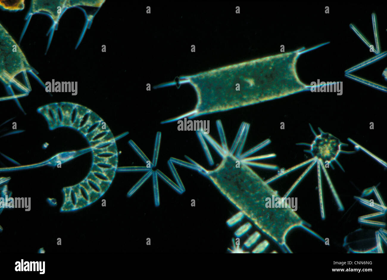 Plankton-Phytopl'ton Phytoplankton x 30 / various diatoms / dino ...