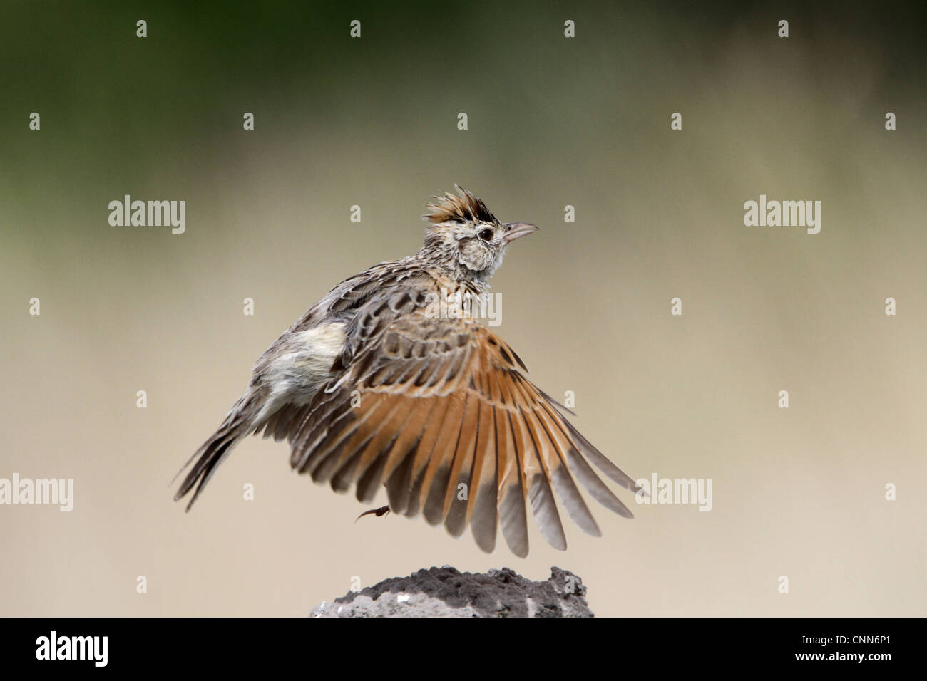 Rufousnaped Lark display flight - Botswana Stock Photo - Alamy