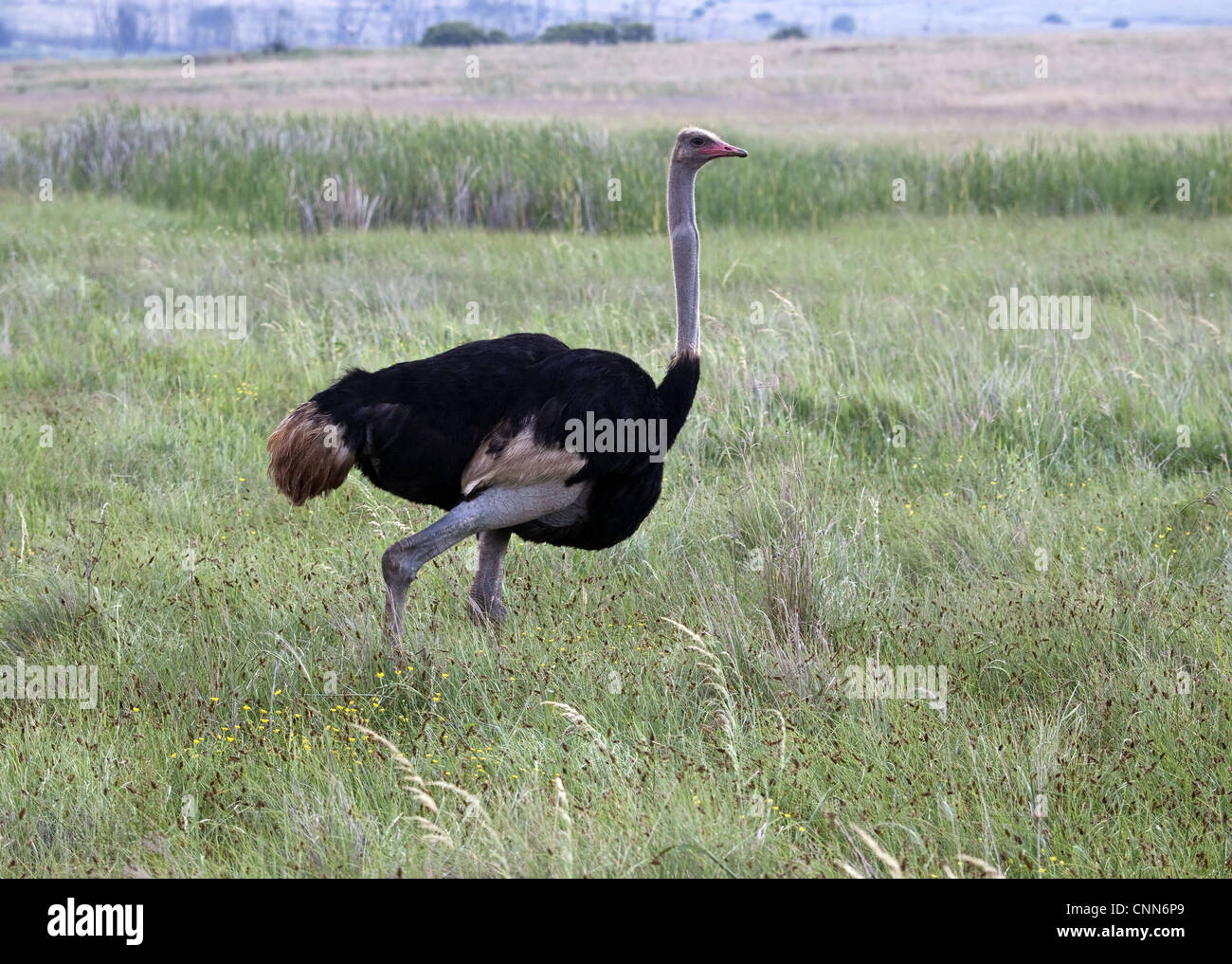 Ostrich male - Ostrich Struthio camelus large flightless bird native to ...