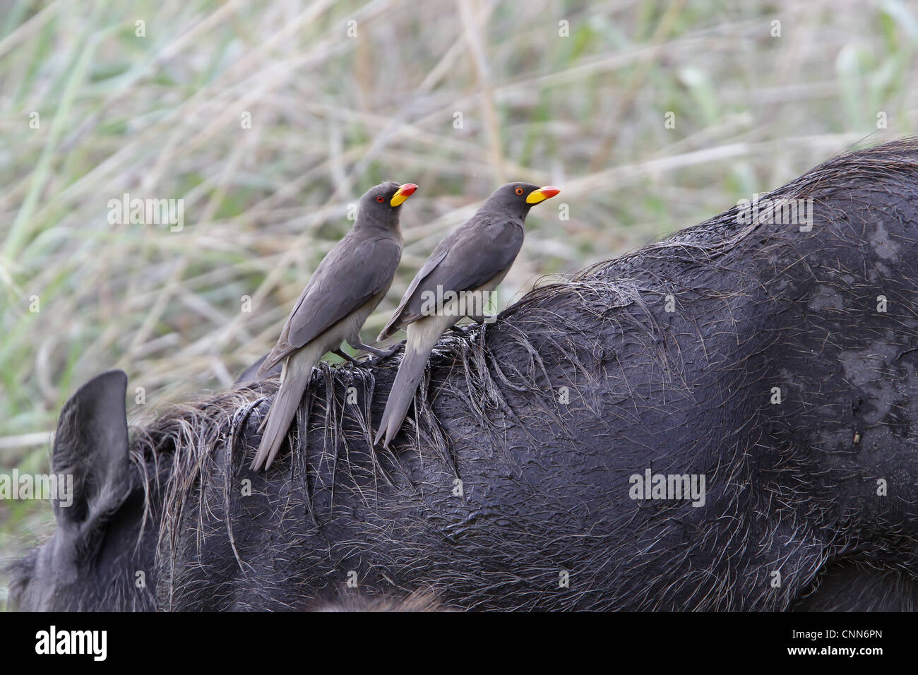Two Yellowbilled Oxpeckers on Warthog Yellow-billed Oxpecker passerine ...