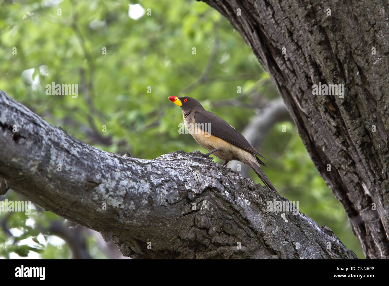 Yellow Billed Oxpecker