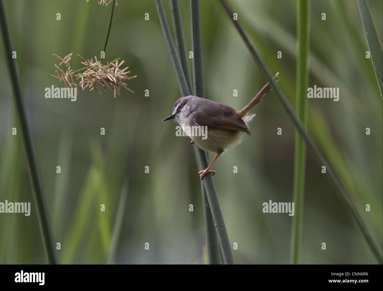 The Tawny-flanked Prinia Prinia subflava small passerine bird belonging ...