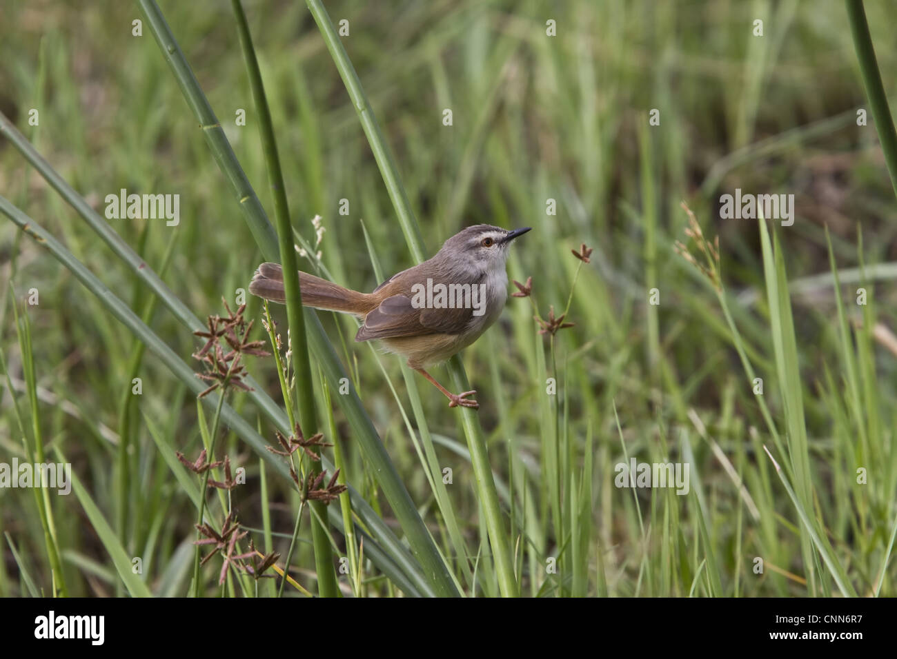 The Tawny-flanked Prinia Prinia subflava small passerine bird belonging ...