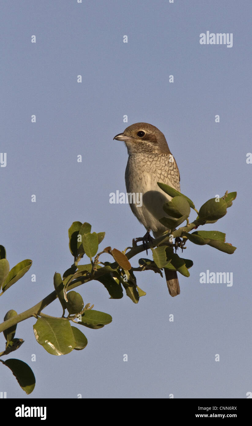 Immature Red Back Shrike Stock Photo - Alamy