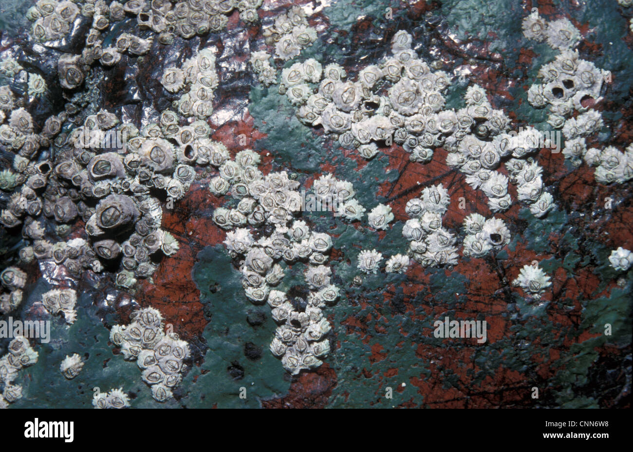 Barnacle (Chthamalus stellatus) Old & young on serpentine rock ...