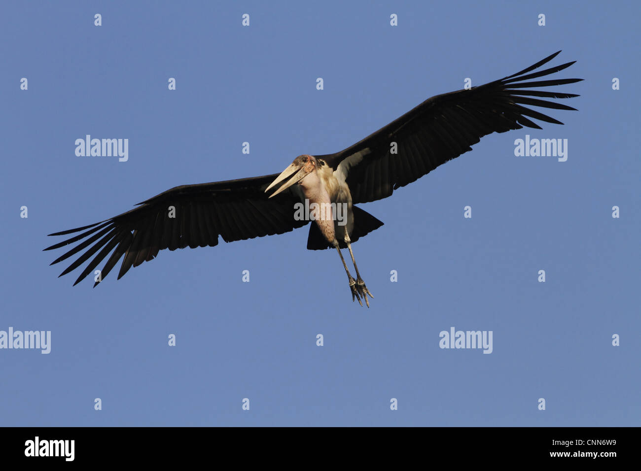 Flying Marabou Storks High Resolution Stock Photography and Images - Alamy