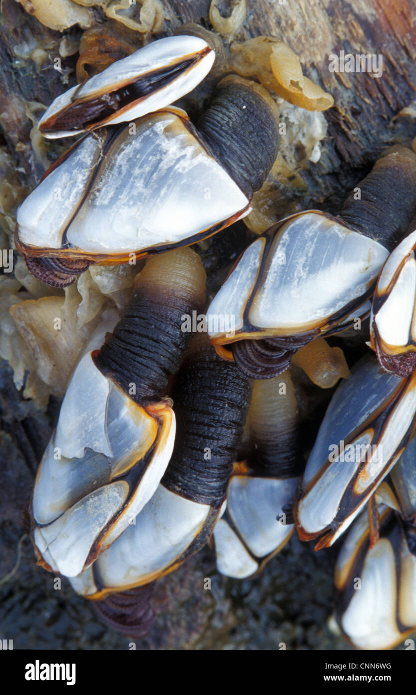 Gooseneck barnacles oregon hi-res stock photography and images - Alamy