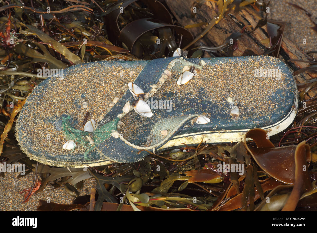 Common Goose Barnacle Lepas anatifera adults group attached flipflop ...