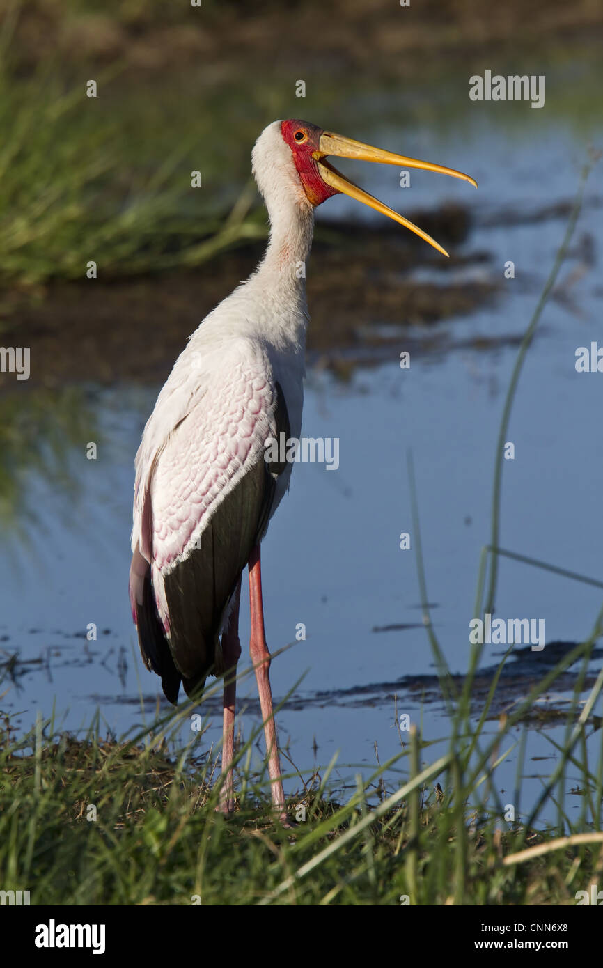 Yellow billed Stork at Okavango water hole Botswana Stock Photo - Alamy