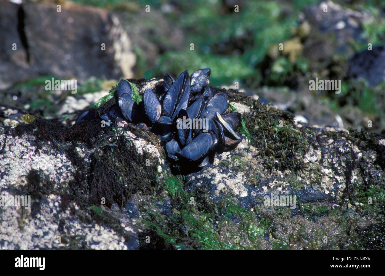 Mytilus chilensis hi-res stock photography and images - Alamy