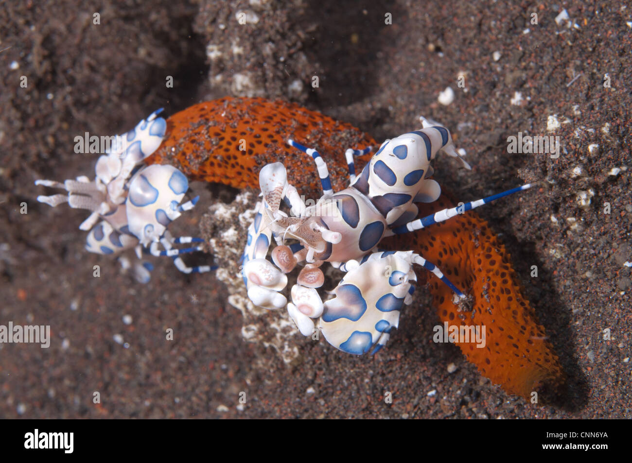 Harlequin Shrimp (Hymenocera elegans) adult pair, feeding on seastar ...