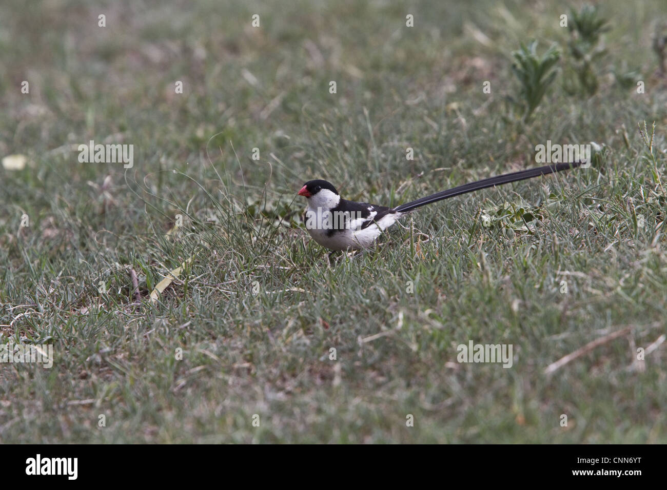 Pin tailed Whydah male Stock Photo - Alamy