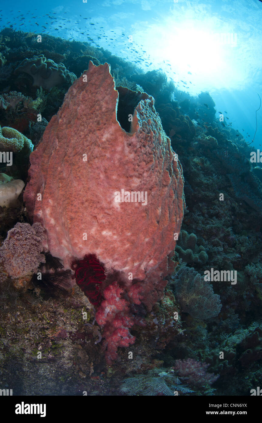 Red barrel sponge xestospongia testudinaria hi-res stock photography ...