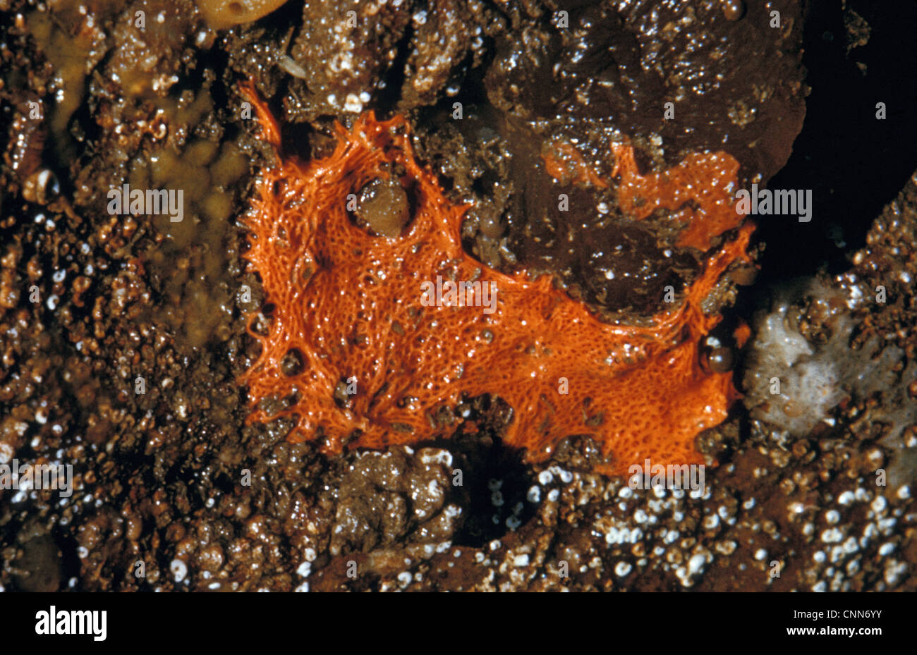 Calcareous sponges hi-res stock photography and images - Alamy