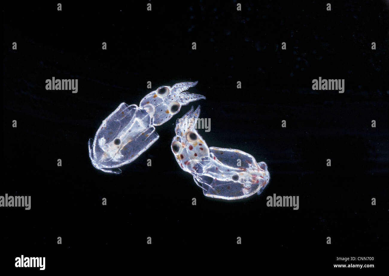 Dwarf Squid (Alloteuthis subulata) Young just hatched / x 3 Stock Photo ...