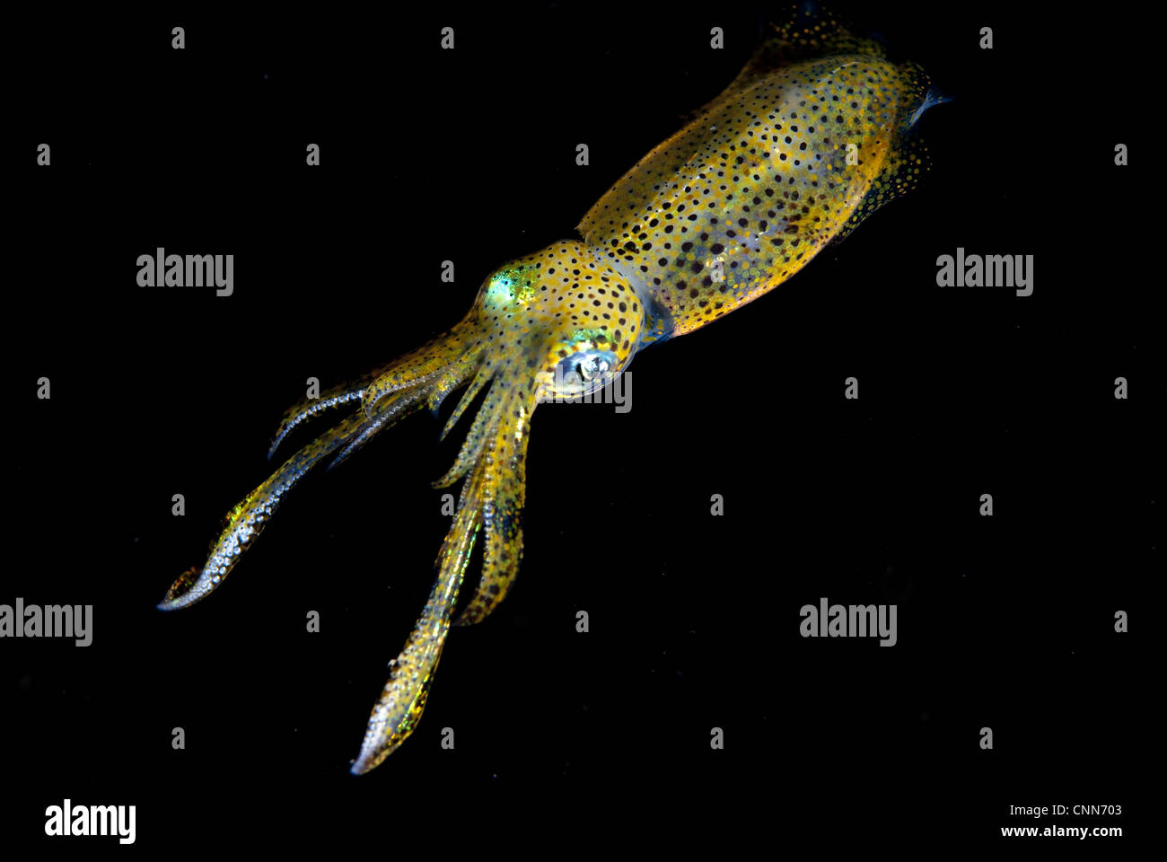 Big fin reef squid hi-res stock photography and images - Alamy