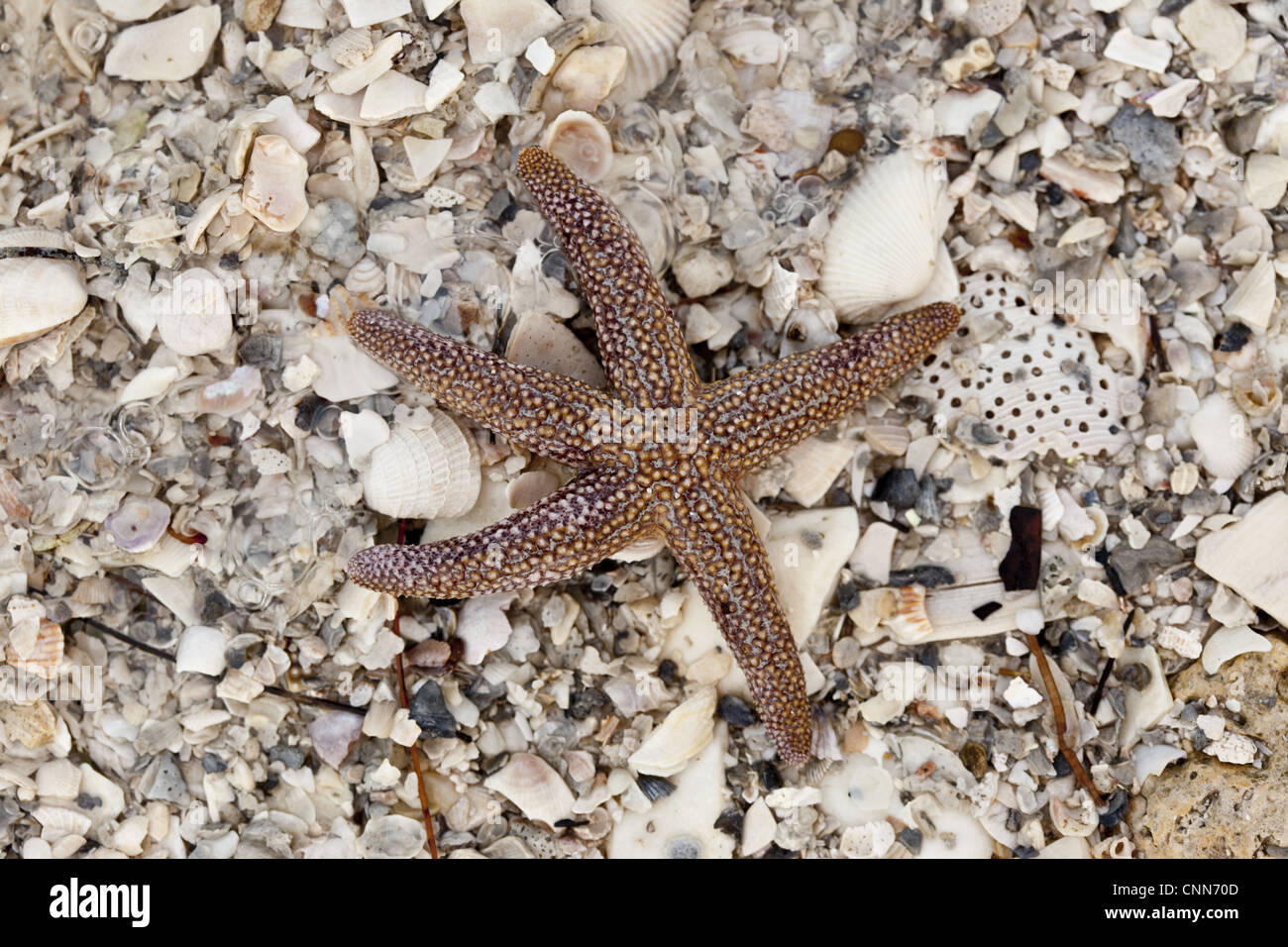 Forbes' Starfish (Asterias forbesi) adult, in shallow water on beach of ...