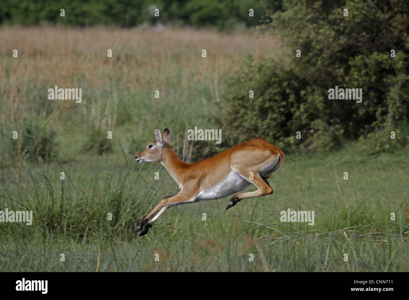 Female red lechwe hi-res stock photography and images - Alamy