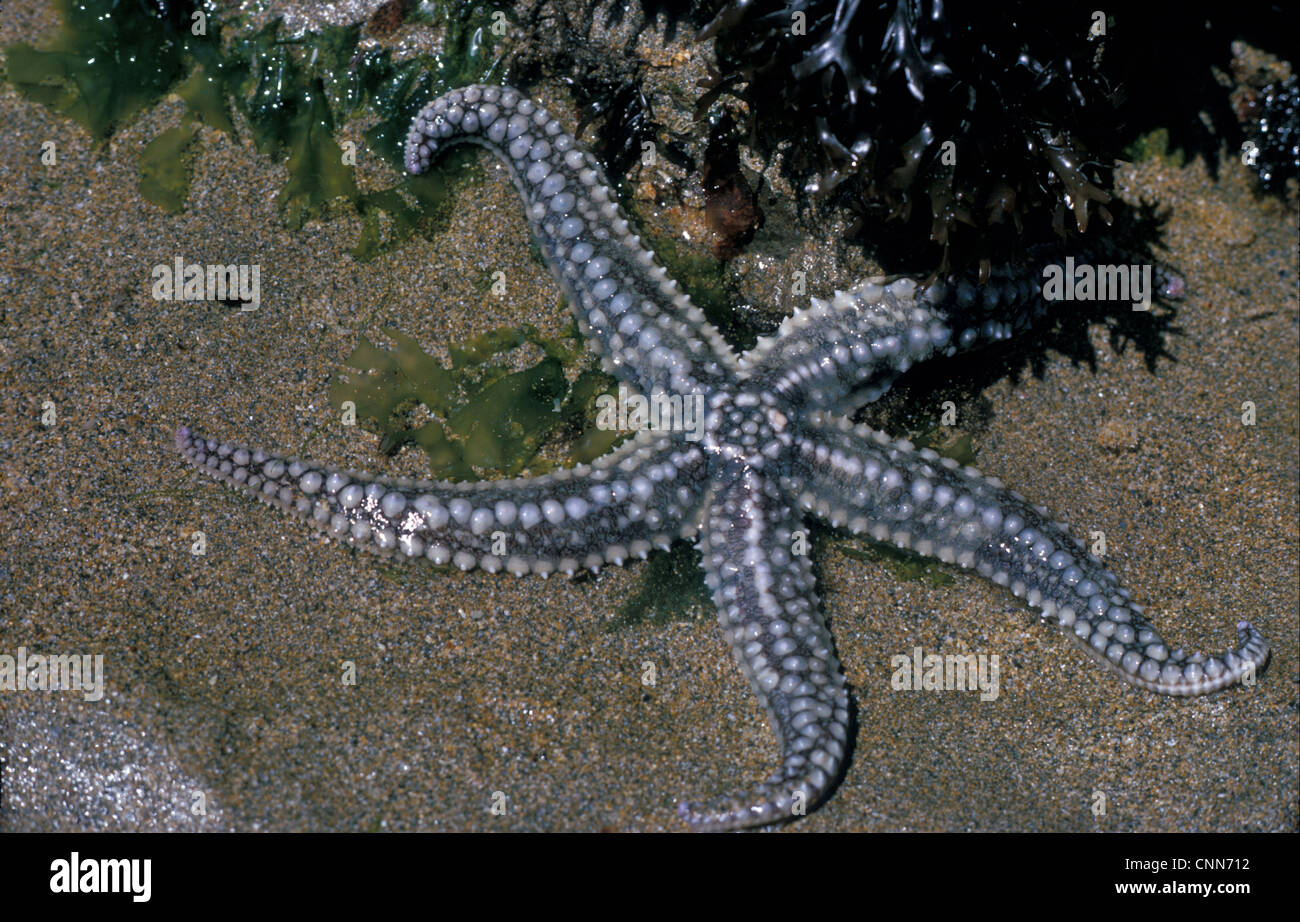 Starfish - Spiny (Marthasterias glacialis) close-up Duckpool, N ...
