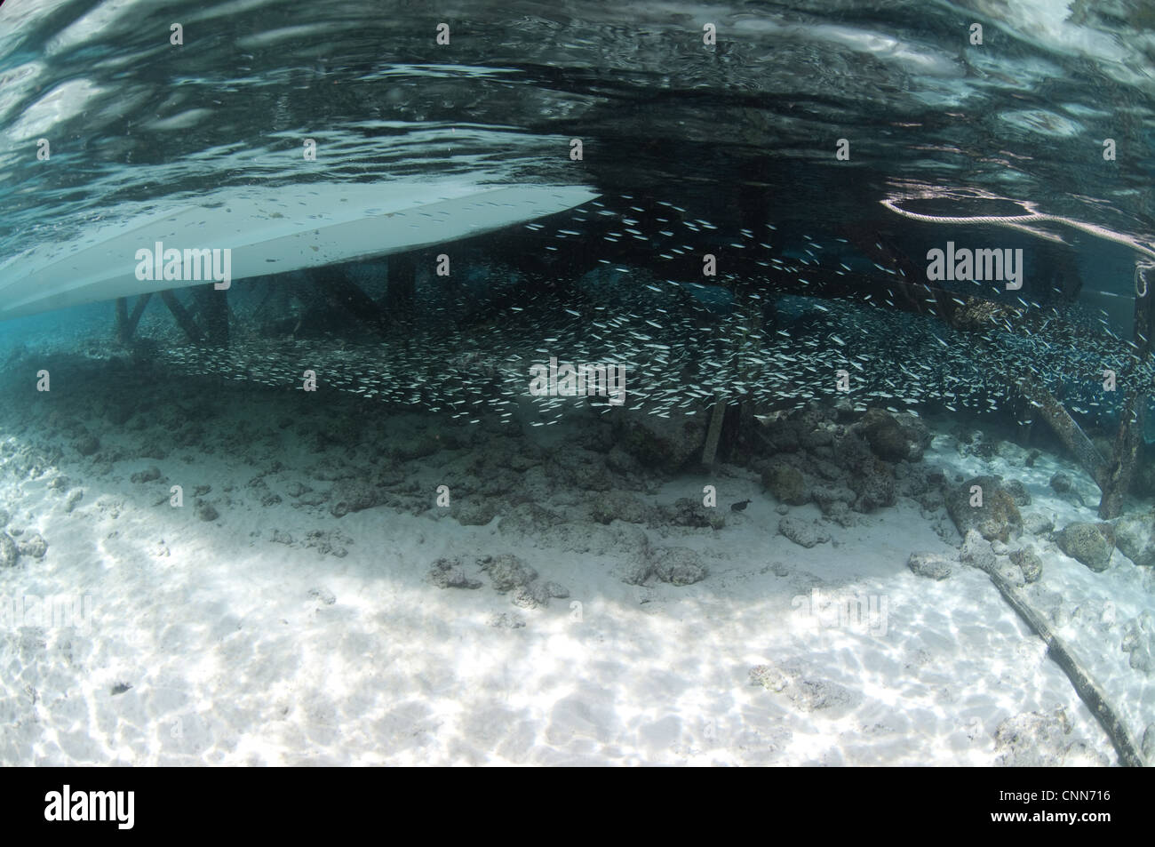 Shoal of small fish beside jetty, Sipadan island, Sabah, Borneo ...