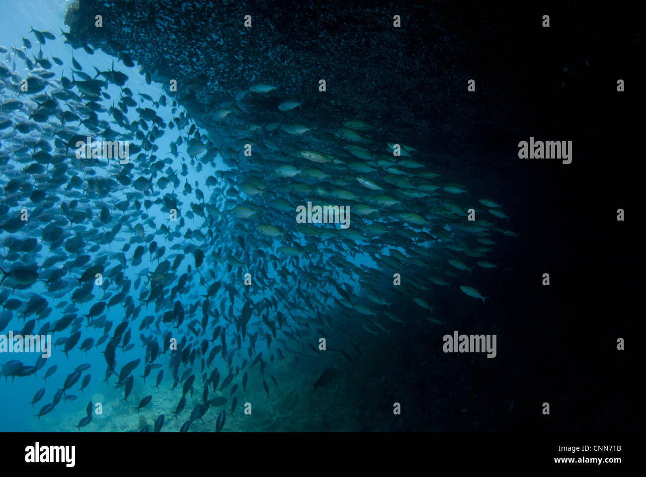 Fish island ledge hi-res stock photography and images - Alamy