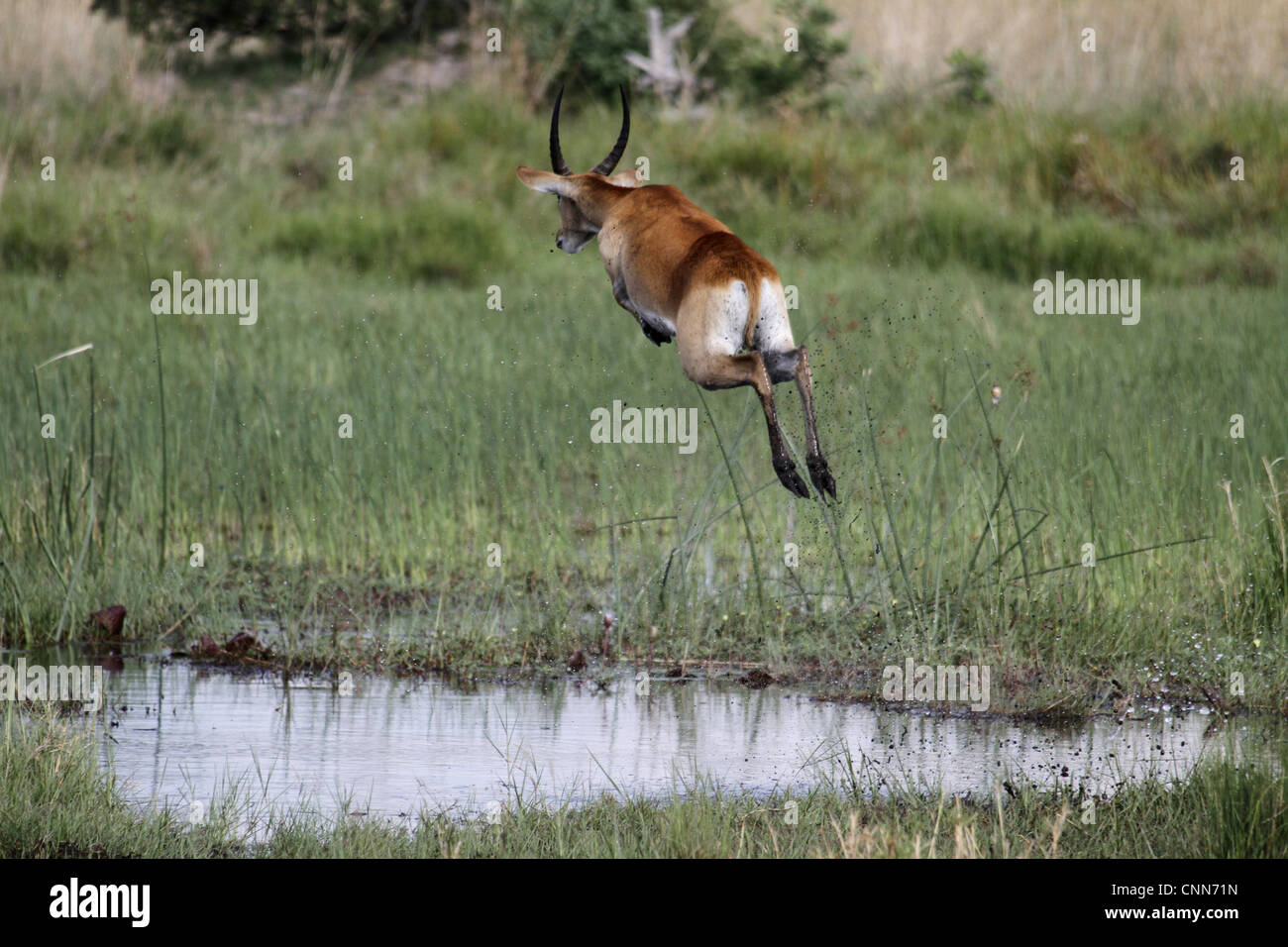 Male Red Lechwe Okavango Delta near Kwara Lechwe are found marshy areas ...