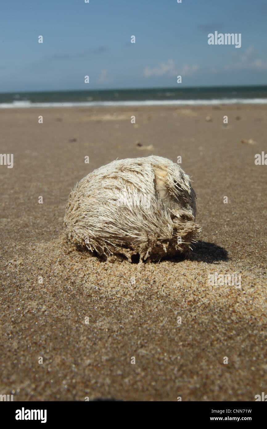 Heart Urchin (Echinocardium cordatum) test, washed up on beach ...