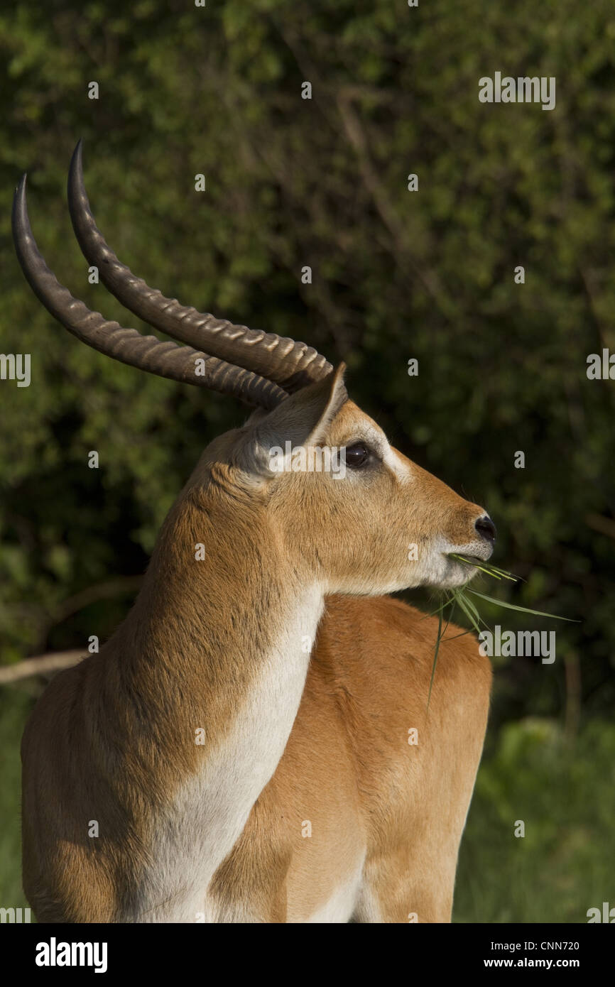 Llechwe hi-res stock photography and images - Alamy