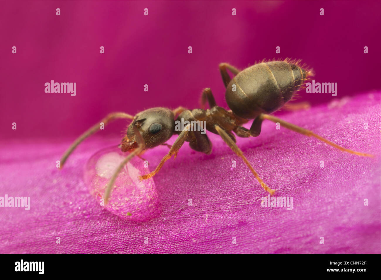 Ants drinking water hi-res stock photography and images - Alamy