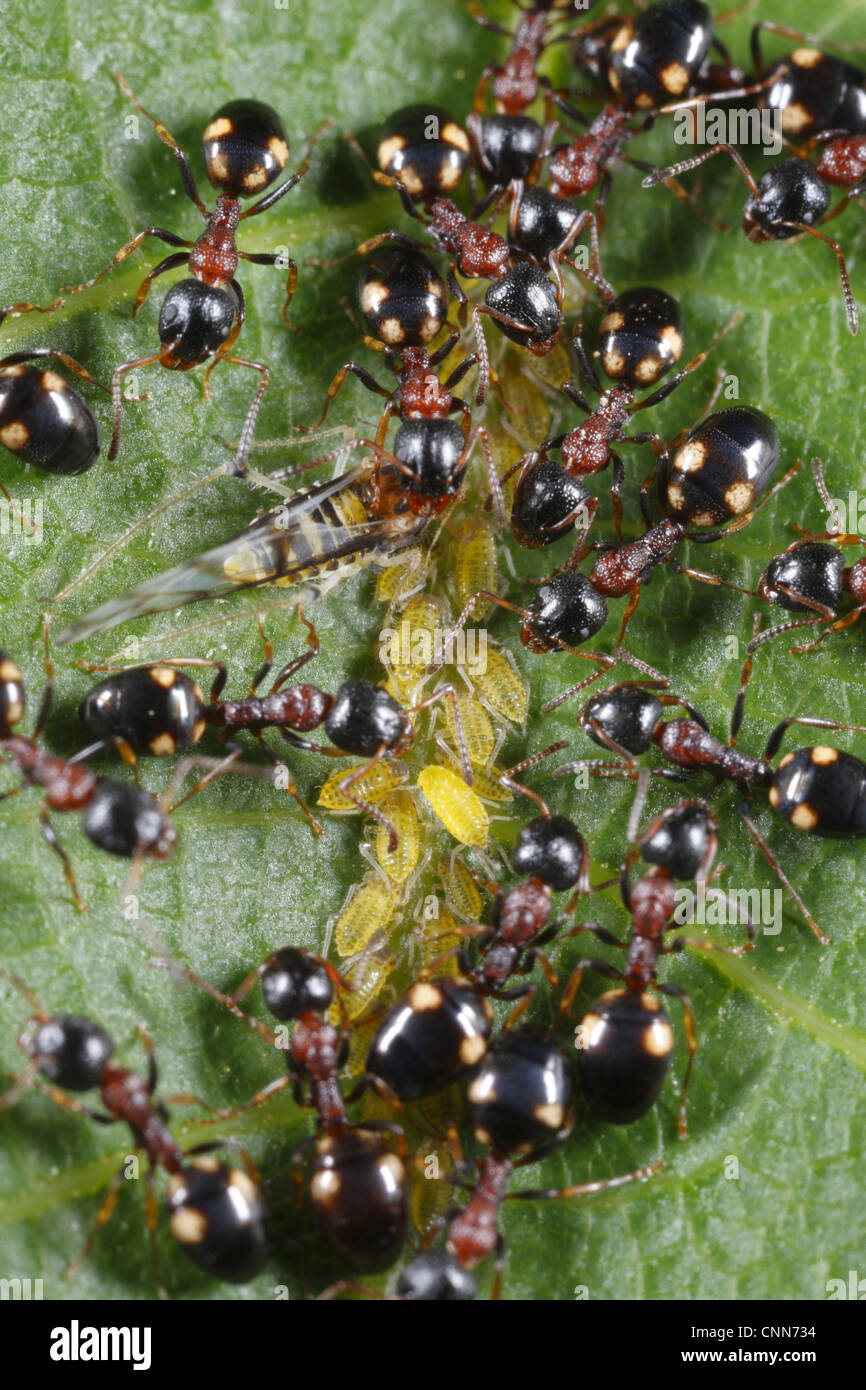 Walnut insects hi-res stock photography and images - Alamy