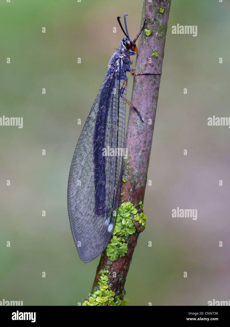 Adult antlion myrmeleon formicarius hi-res stock photography and images ...