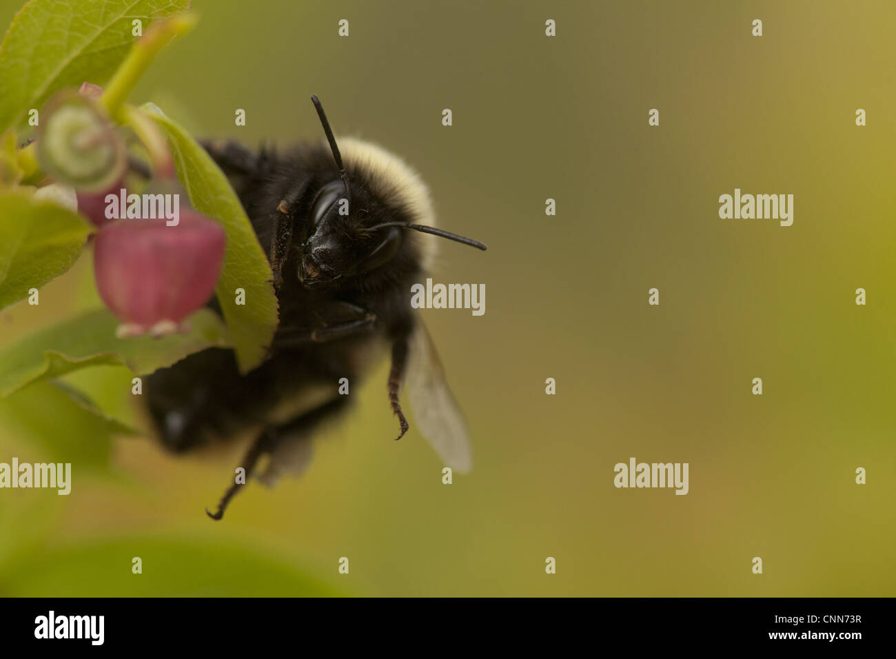 Bilberry Bumblebee (Bombus monticola) adult female, on flowering ...