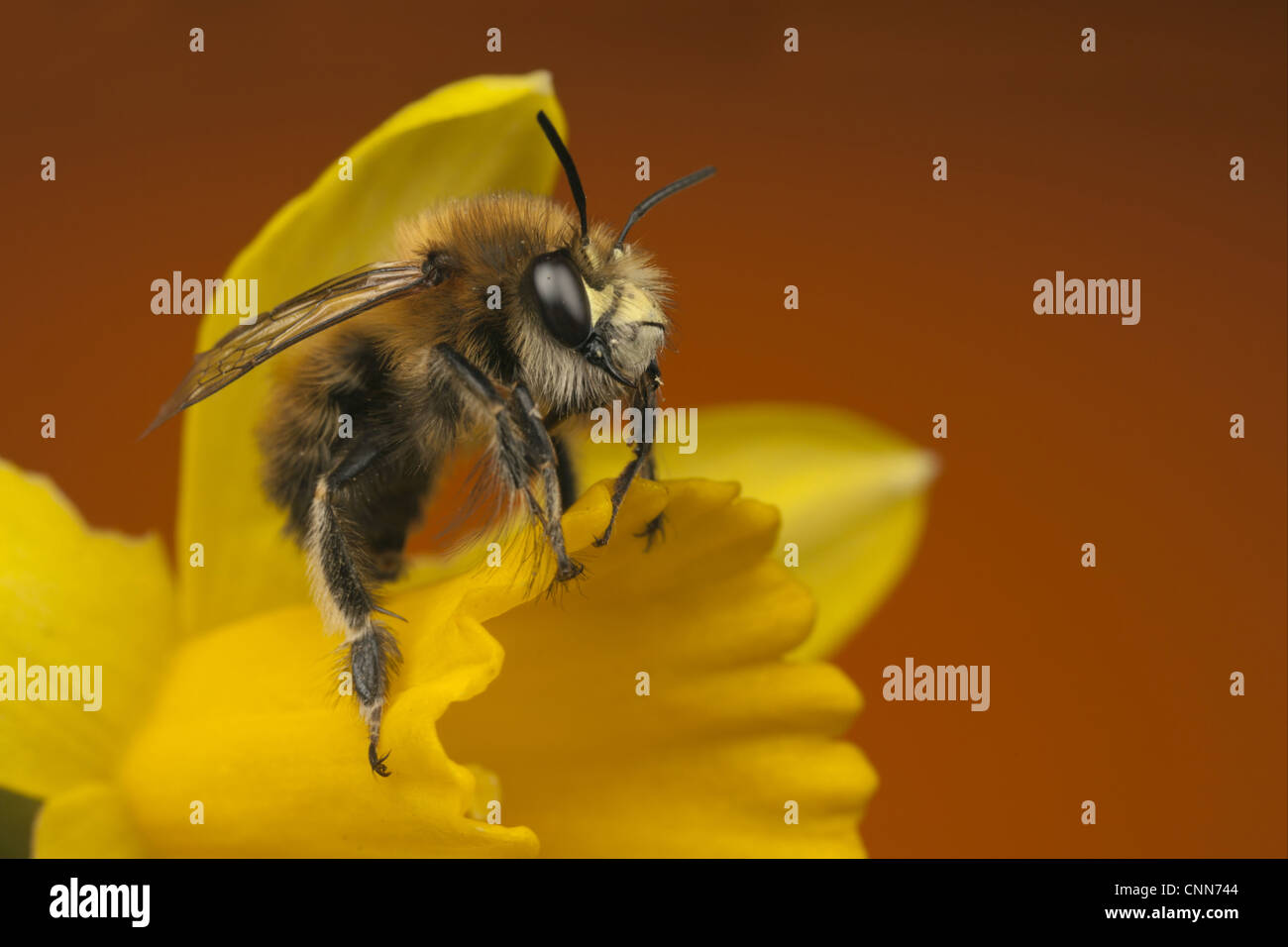 Hairy footed flower bee uk hi-res stock photography and images - Alamy
