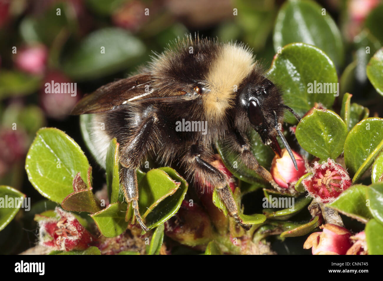 Gypsy Cuckoo Bumblebee Bombus bohemicus adult female feeding Wall ...
