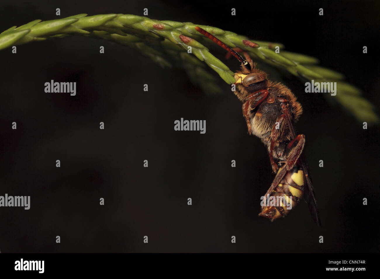 Insects jaws hi-res stock photography and images - Alamy