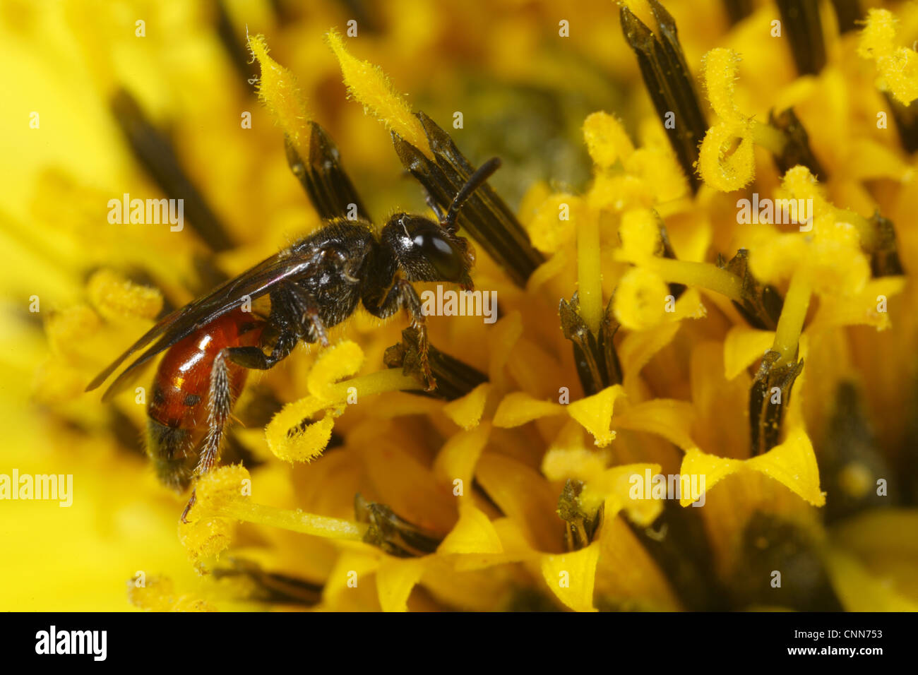 Sphecodes sp hi-res stock photography and images - Alamy