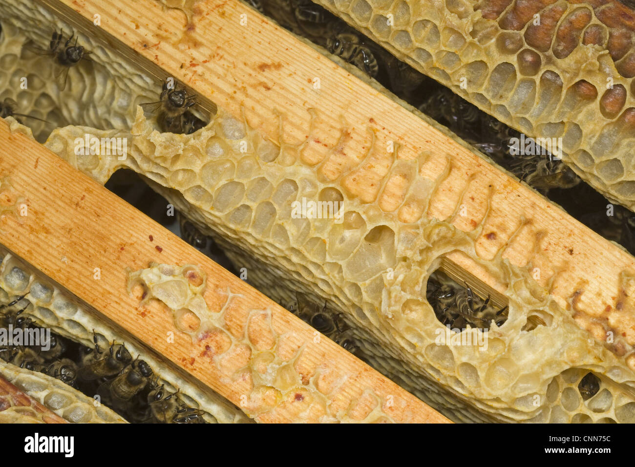 Western Honey Bee (Apis mellifera) female workers, on frames with combs ...