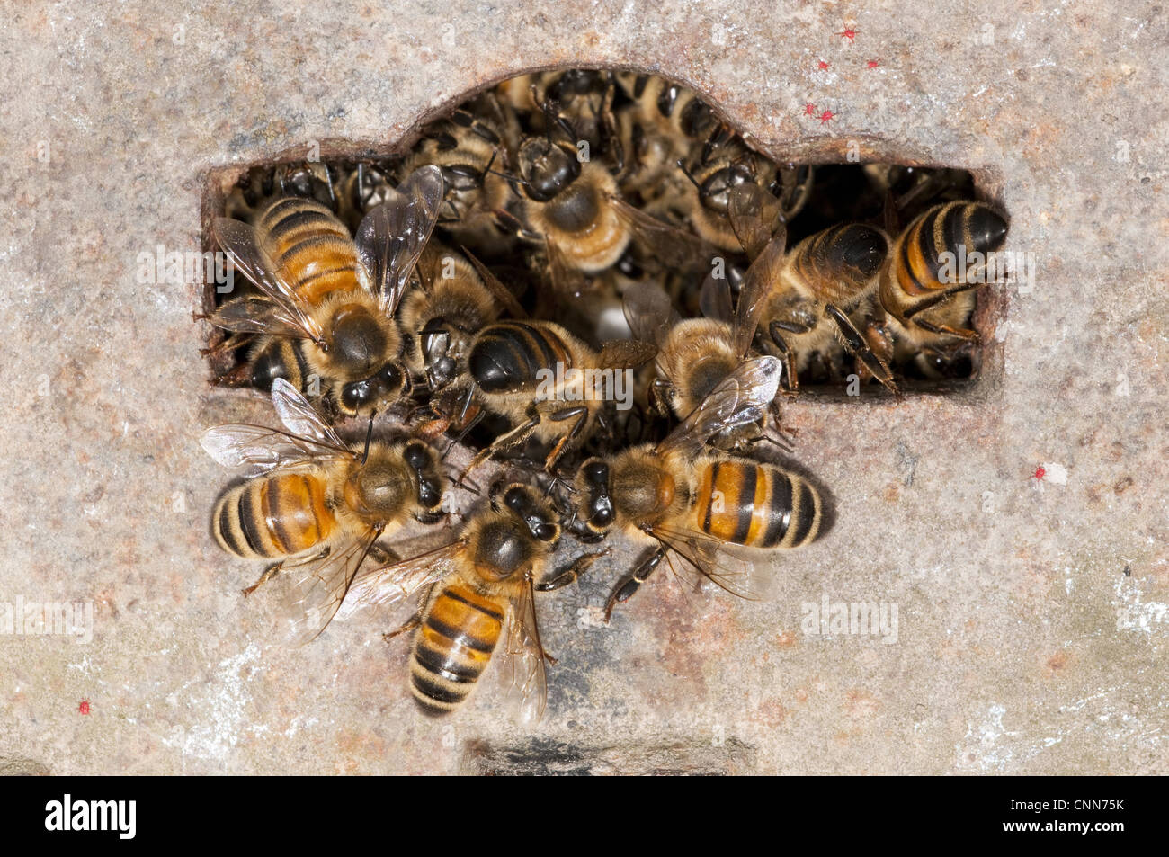 Western Honey Bee Apis mellifera adults nesting Thames Water hydrant ...