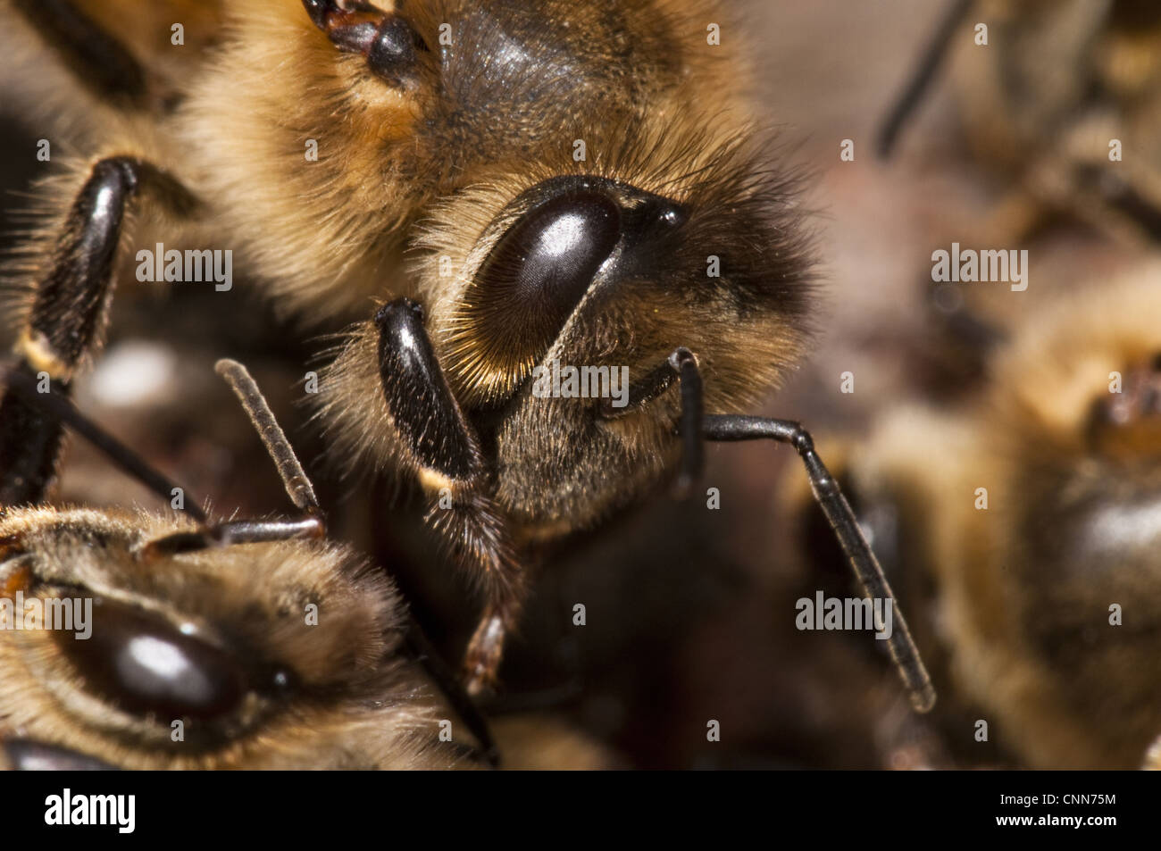 Western Honey Bee Apis mellifera adult close-up head clearly showing ...
