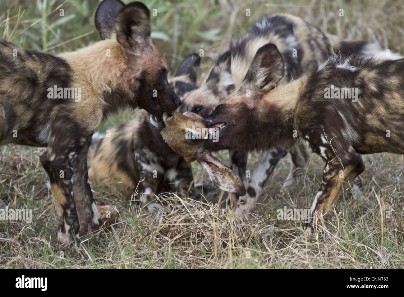 Hunting dogs hunting hi-res stock photography and images - Alamy