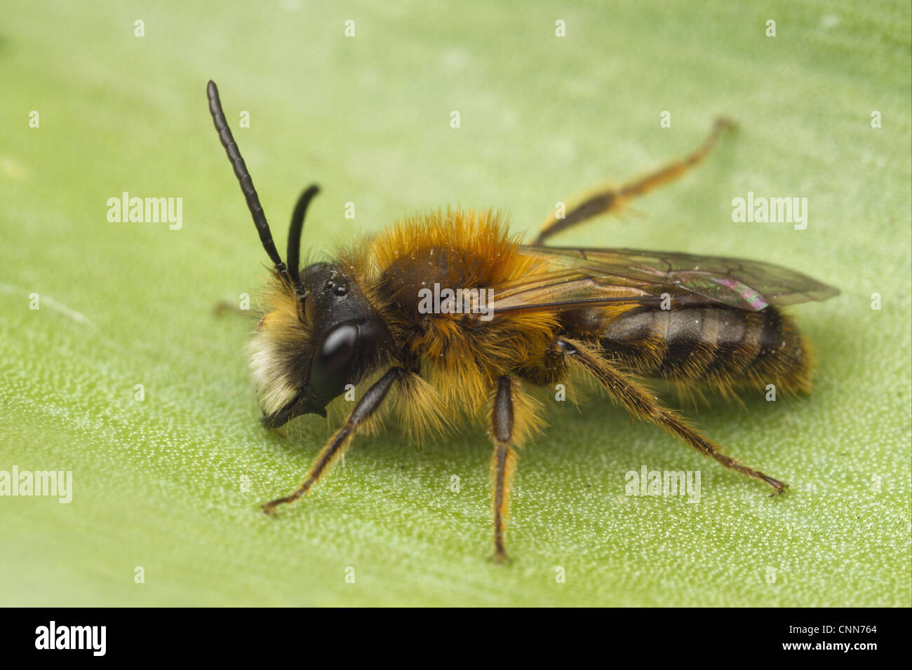 Mining bee england hi-res stock photography and images - Alamy
