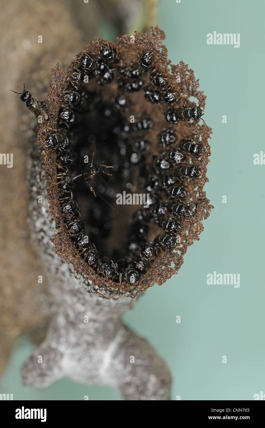 Stingless Robber Bee (Lestrimelitta limao) adults, nesting colony ...