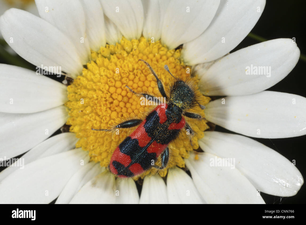 Checkered Bee Beetle Trichodes apiarius adult feeding on Ox-eye Daisy ...