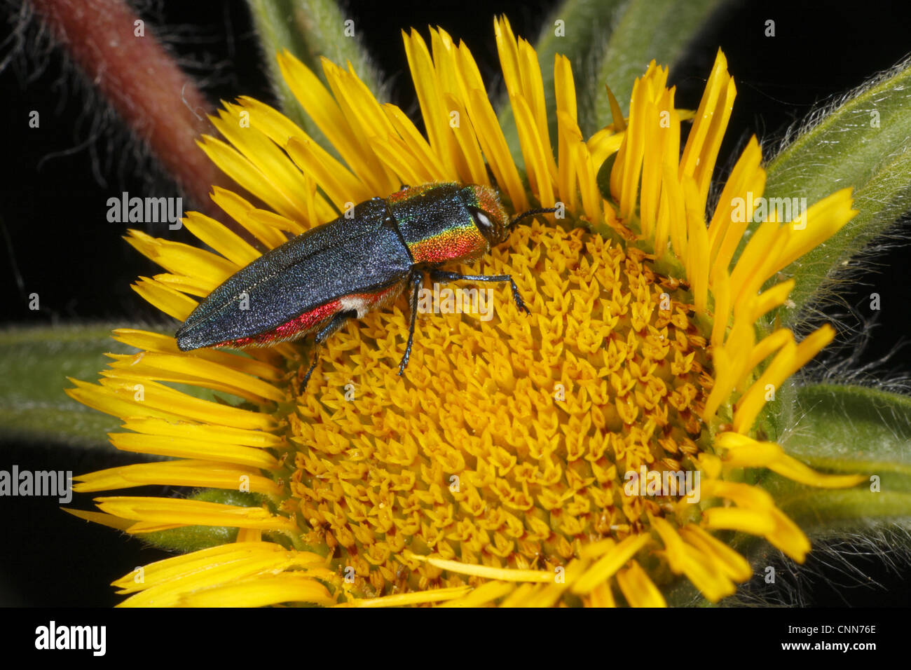 Emerald Ash-borer Beetle Anthaxia hungarica adult female Spiny Starwort ...