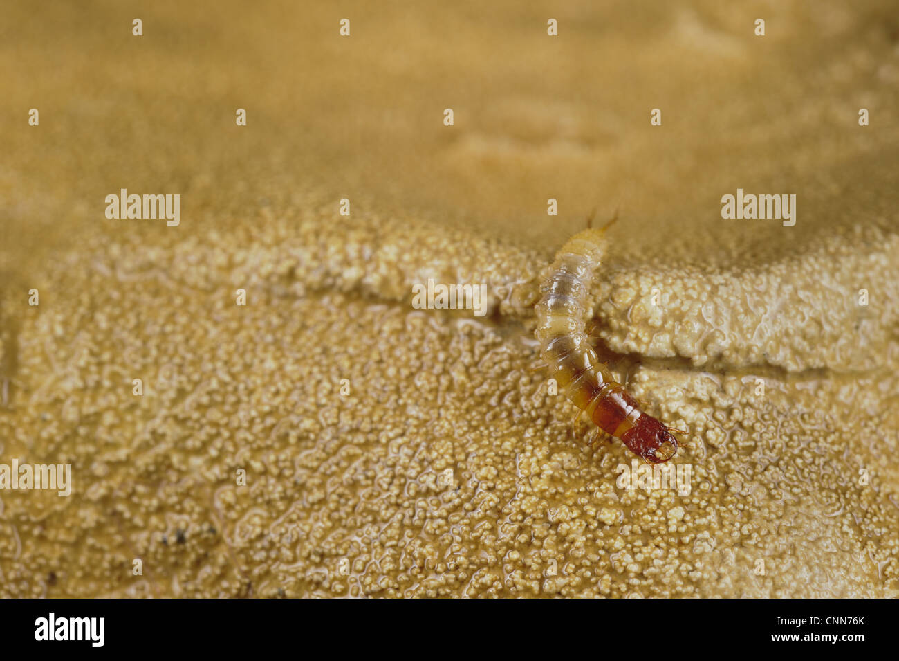 Cave Carabid Beetle Sphodropsis ghilianii larva in cave Grotta delle ...