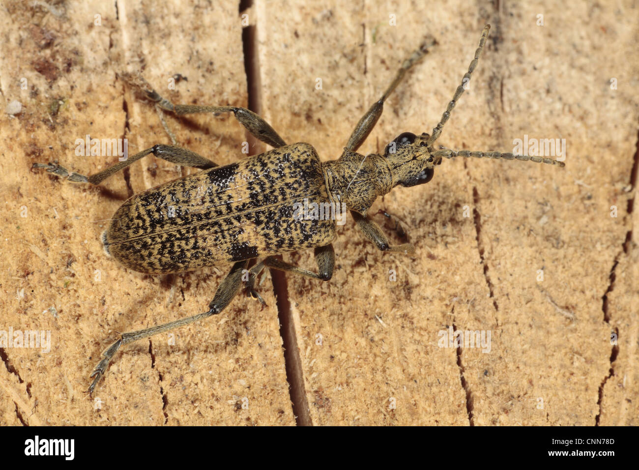 Black-spotted Longhorn Beetle (Rhagium mordax) adult, standing on cut ...