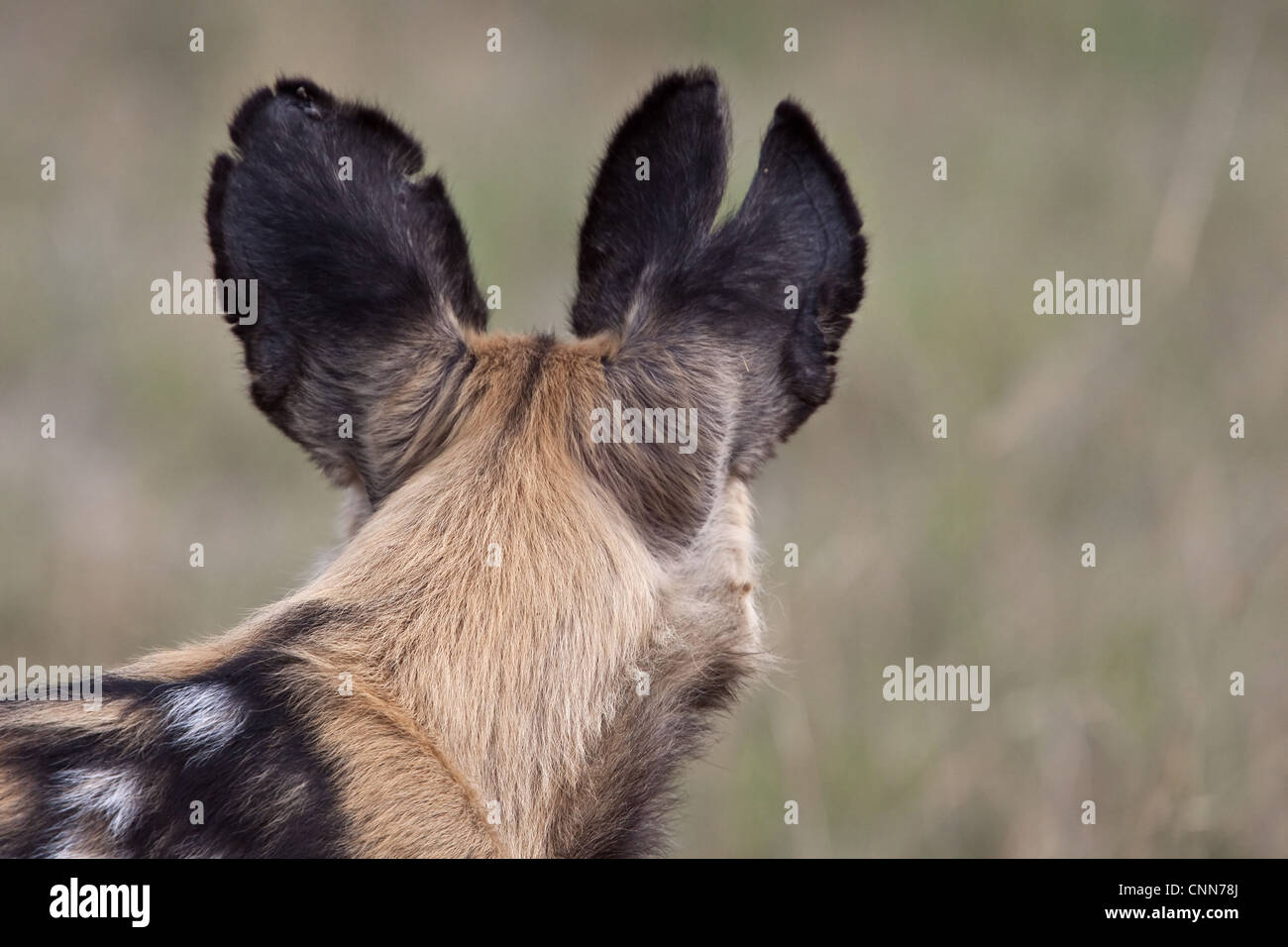 Battle scar hi-res stock photography and images - Alamy