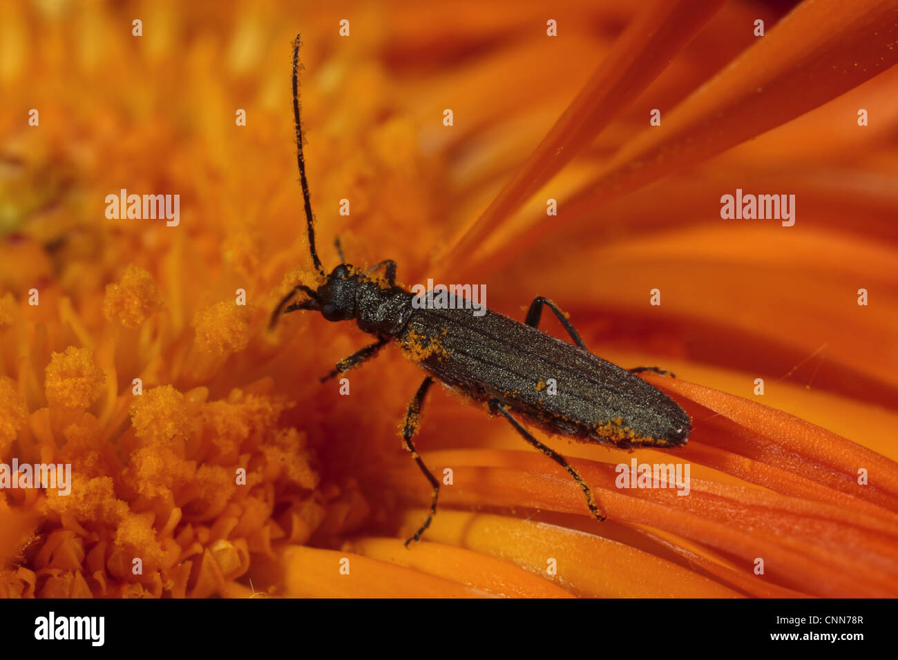 Thick-legged Flower Beetle Oedemera nobilis adult female feeding on ...